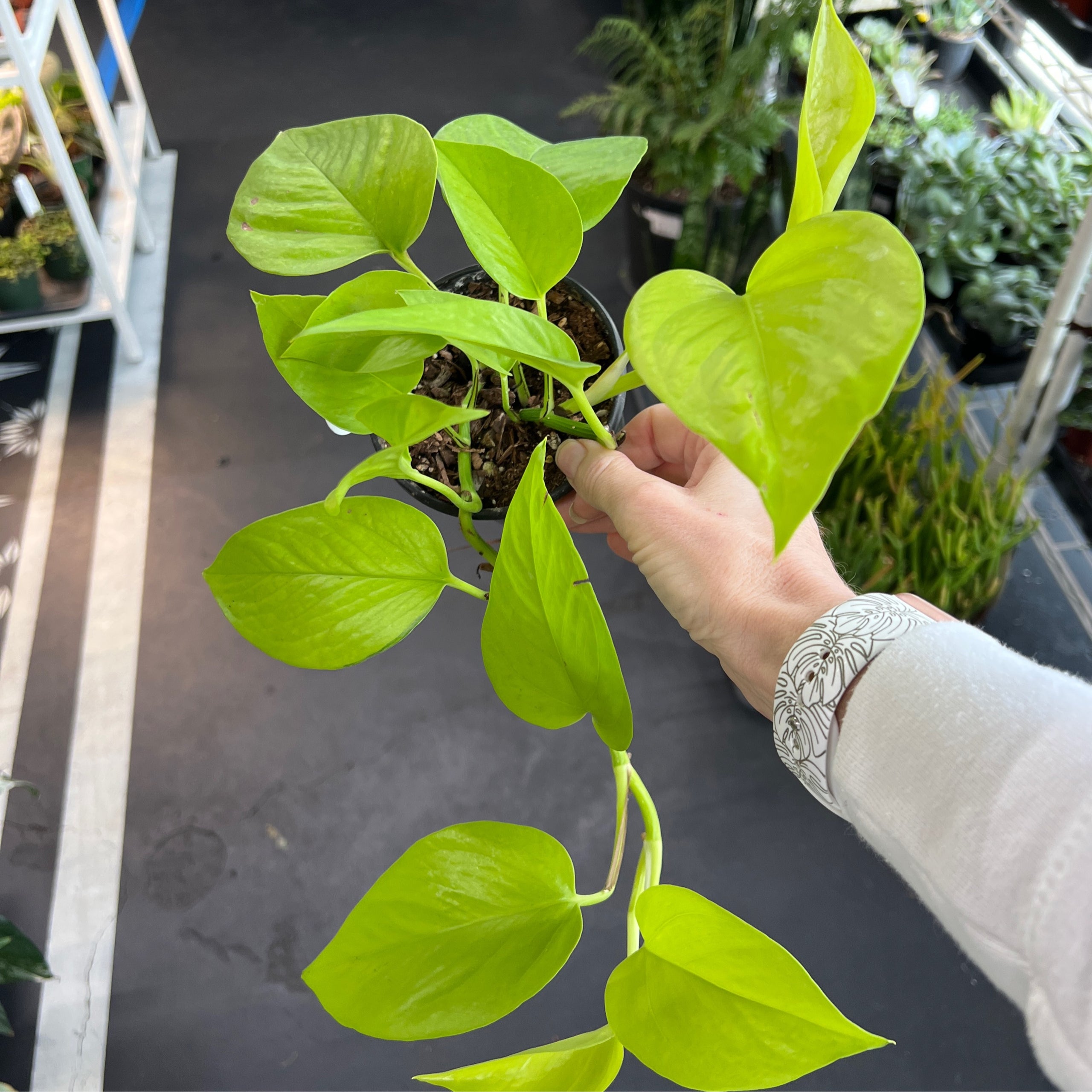 Epipremnum Aureum 'Neon' Pothos | Gloriousgreenhouseplants.com