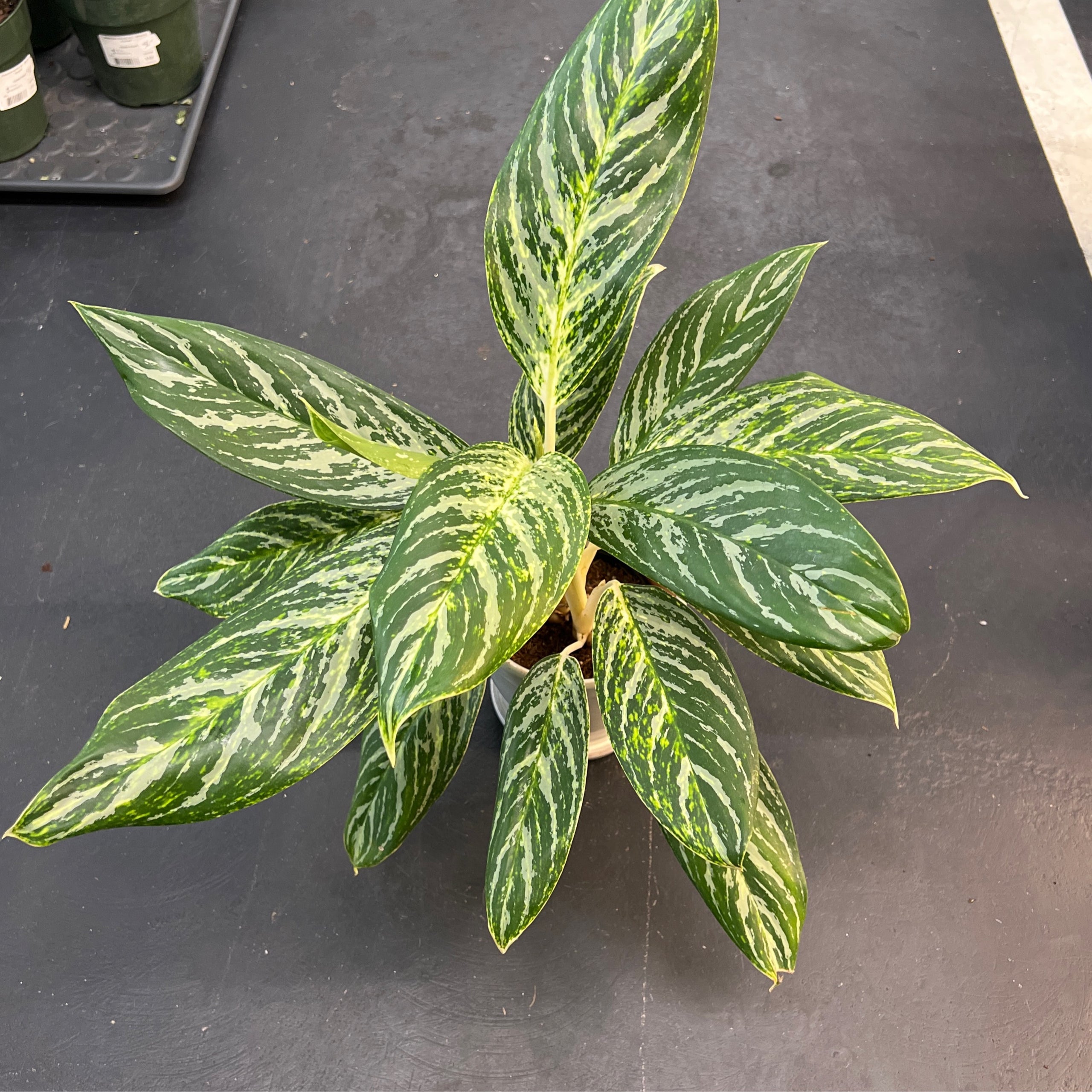 Aglaonema 'Golden Madonna' | Gloriousgreenhouseplants.com