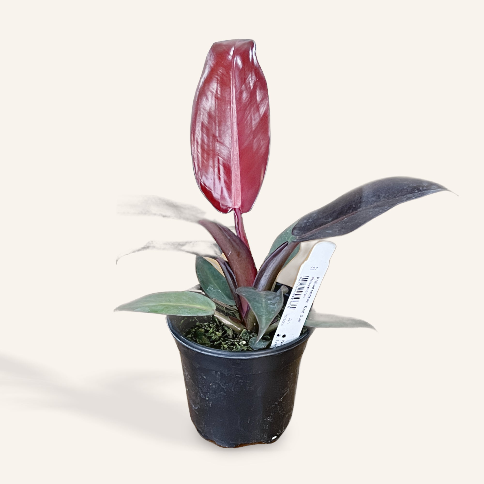 Philodendron 'Red Sun' 4in. | Gloriousgreenhouseplants.com