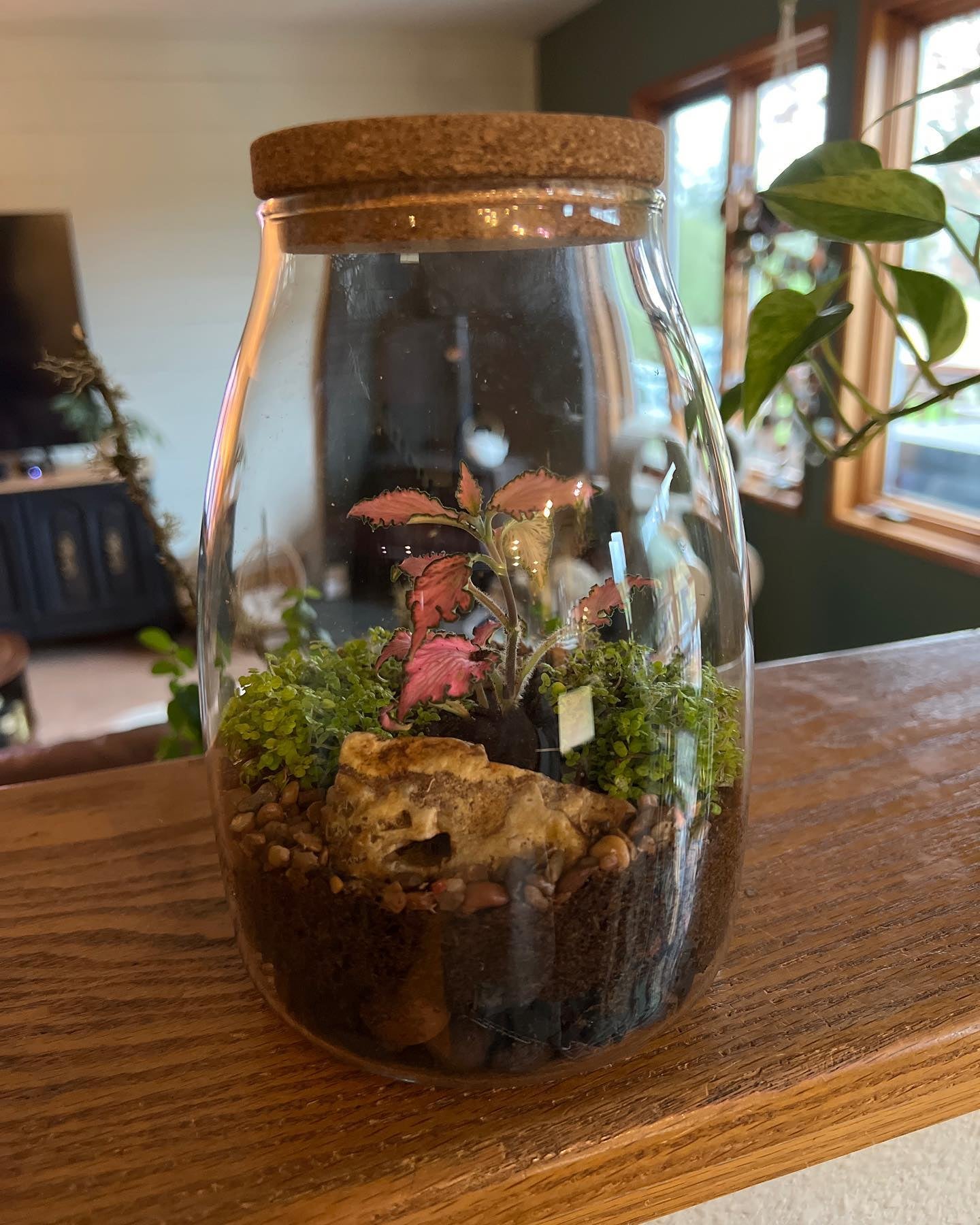 Terrarium Building Class February 25, 2024 | Gloriousgreenhouseplants.com