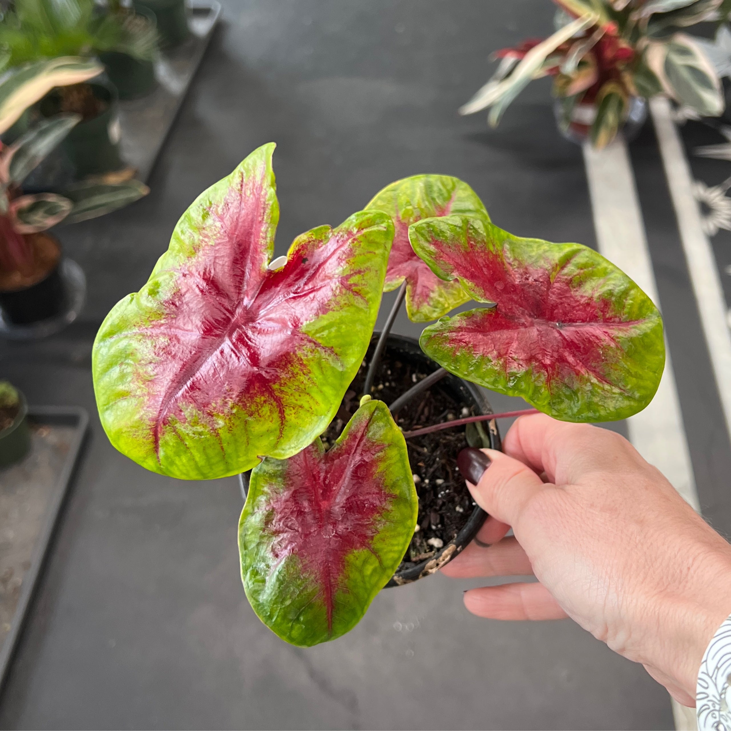 Caladium 'Selma' | Gloriousgreenhouseplants.com