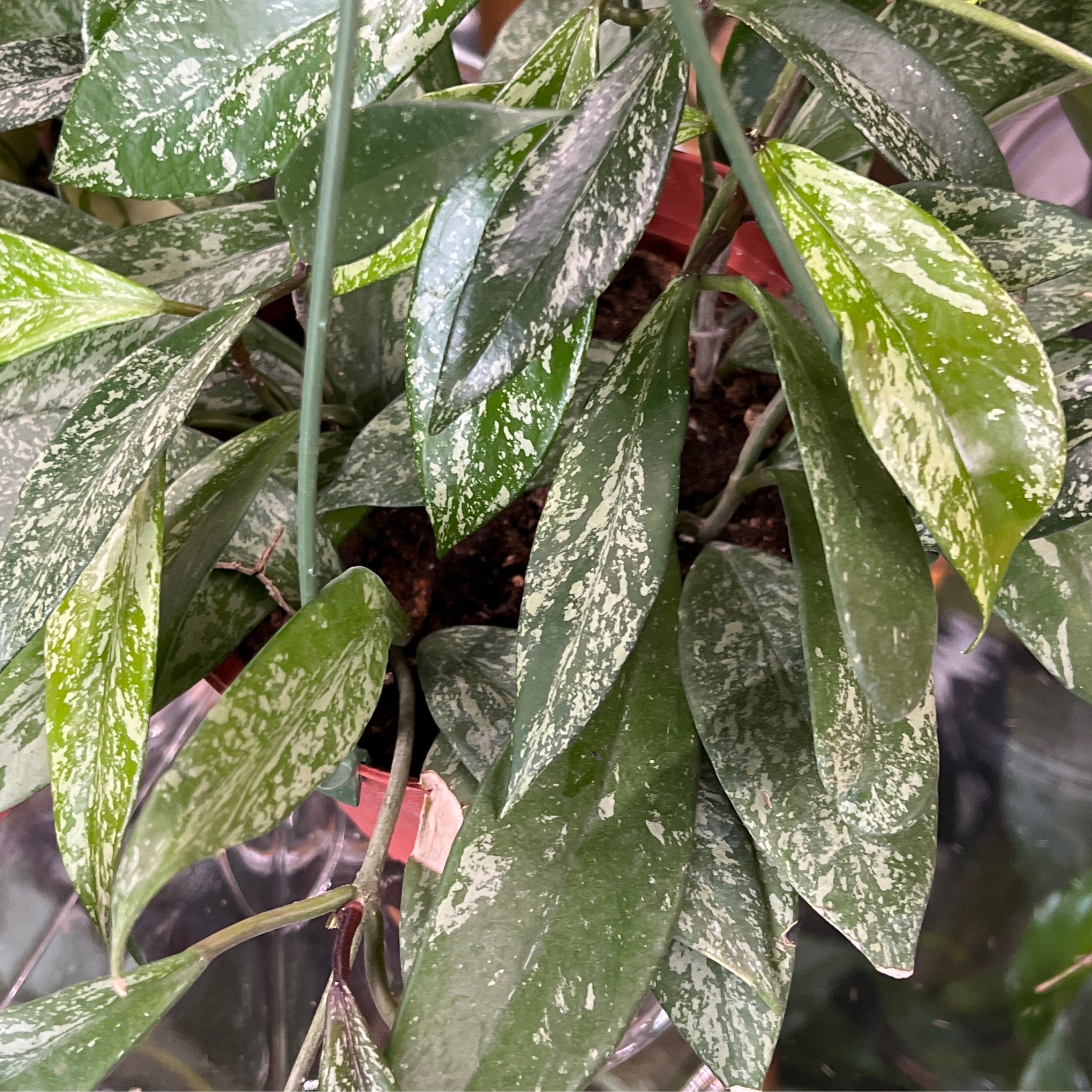 Hoya Pubicalyx Splash 6 inch | Gloriousgreenhouseplants.com