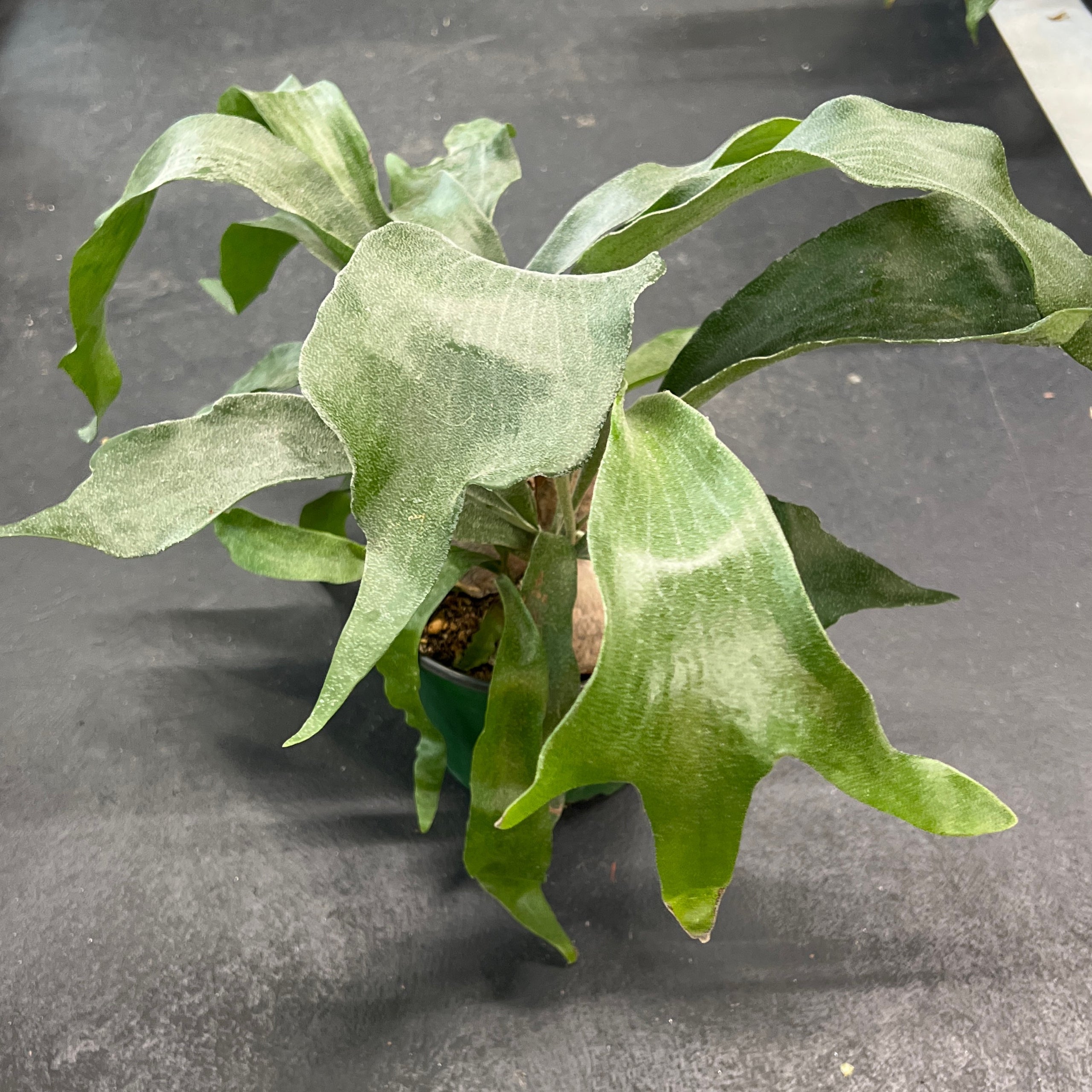 Platycerium bifurcatum - Upright Staghorn Fern ...