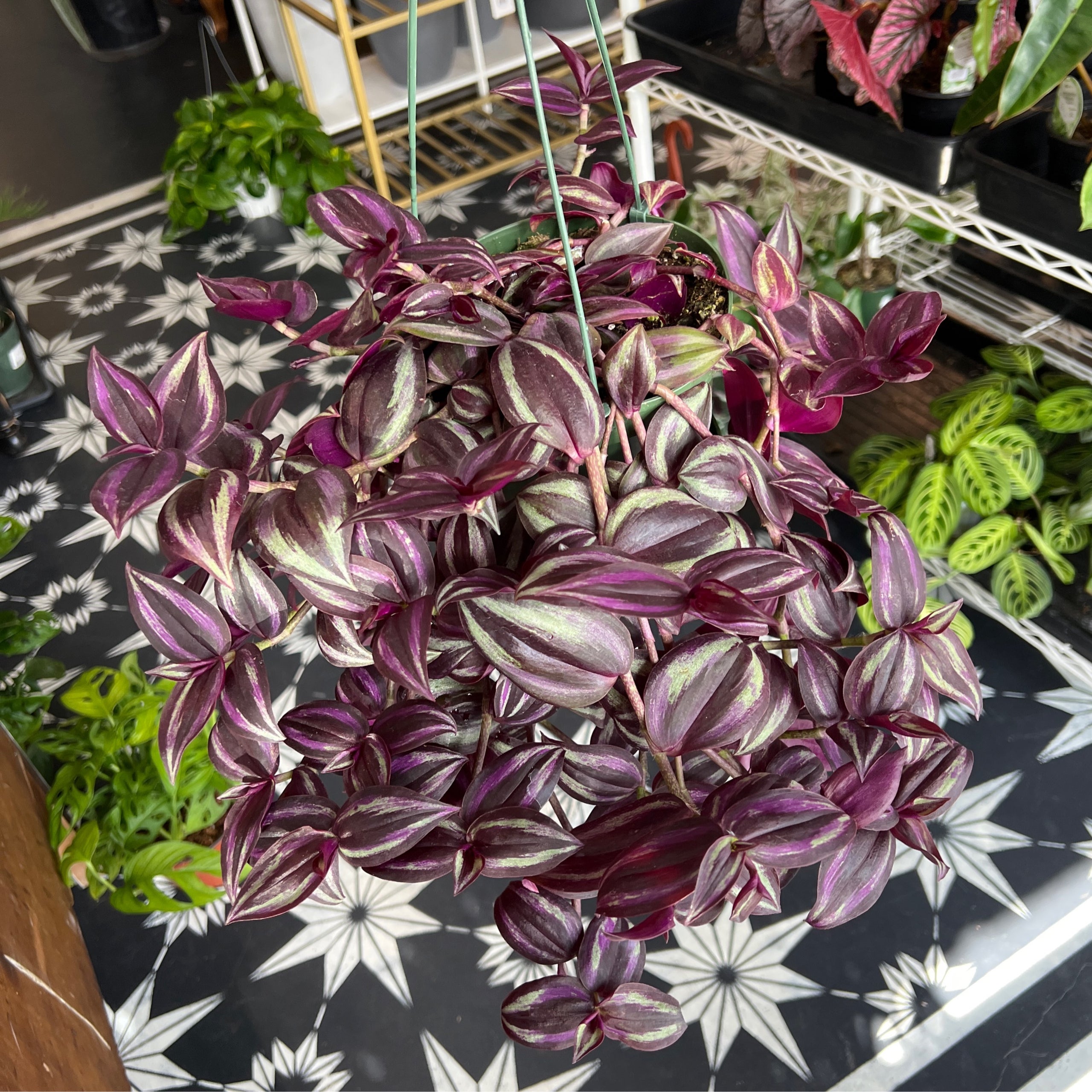 Tradescantia Zebrina Red 6in Hanger | Gloriousgreenhouseplants.com